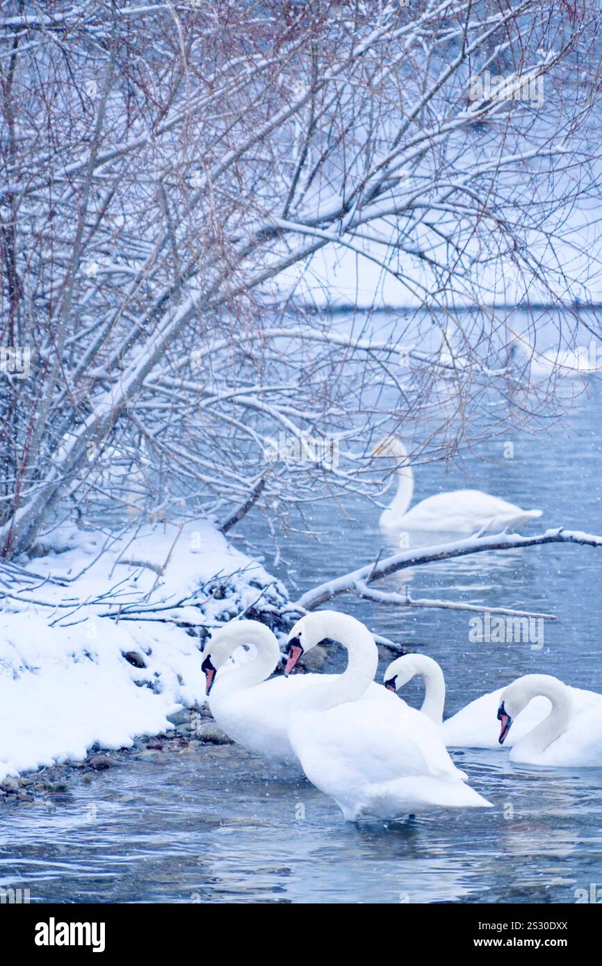 Yining, China's Xinjiang Uygur Autonomous Region. 8th Jan, 2025. Swans ...