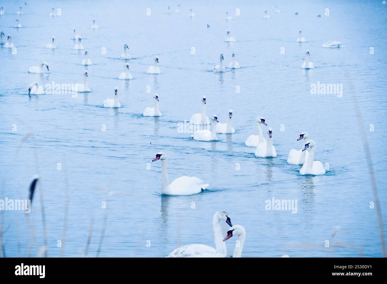 Yining, China's Xinjiang Uygur Autonomous Region. 8th Jan, 2025. Swans ...