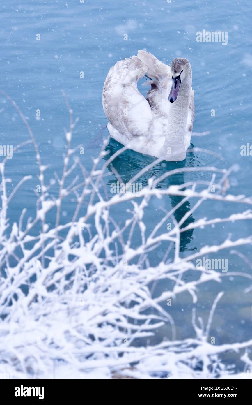 Yining, China's Xinjiang Uygur Autonomous Region. 8th Jan, 2025. A swan ...