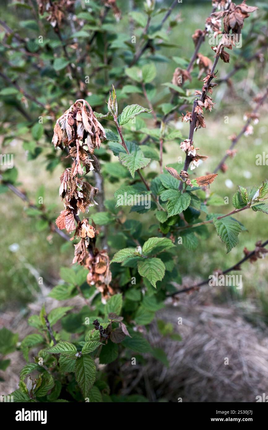 Monilial burn on blossom and twig blight of Nanking cherry tree or ...