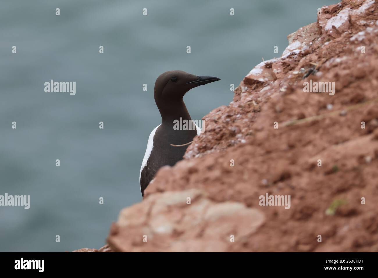 Auf einem stein sitzend hi-res stock photography and images - Alamy