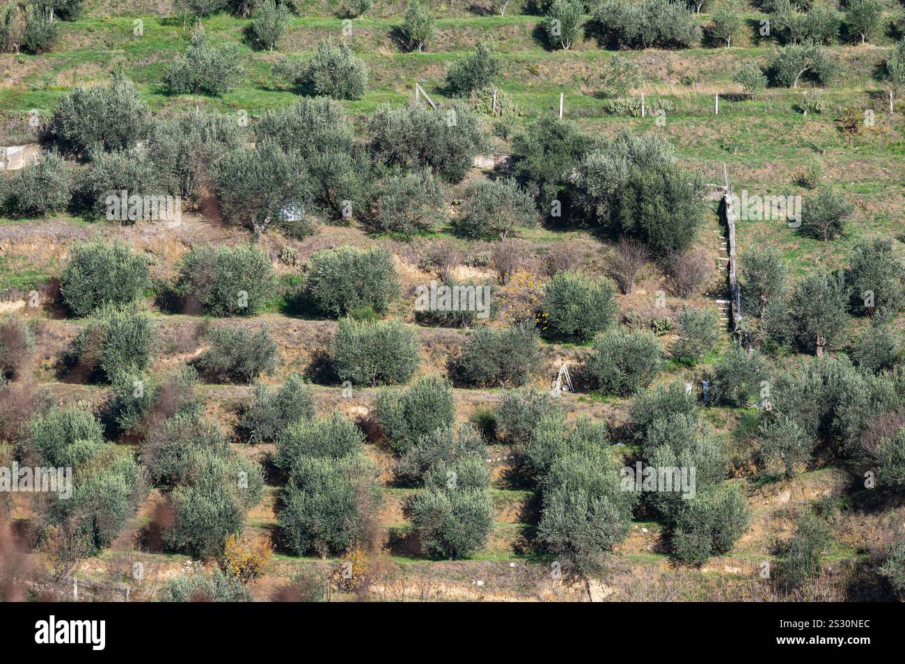 Bushes of organic olive trees, high angle view in Berat, Albania Stock ...