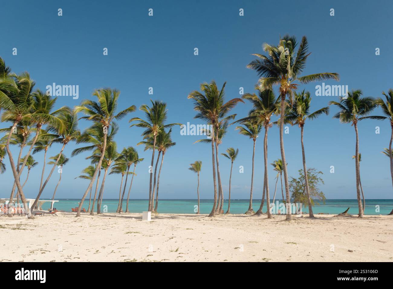 Palm trees at Juanillo Beach - Punta Cana, Dominican Republic Stock ...