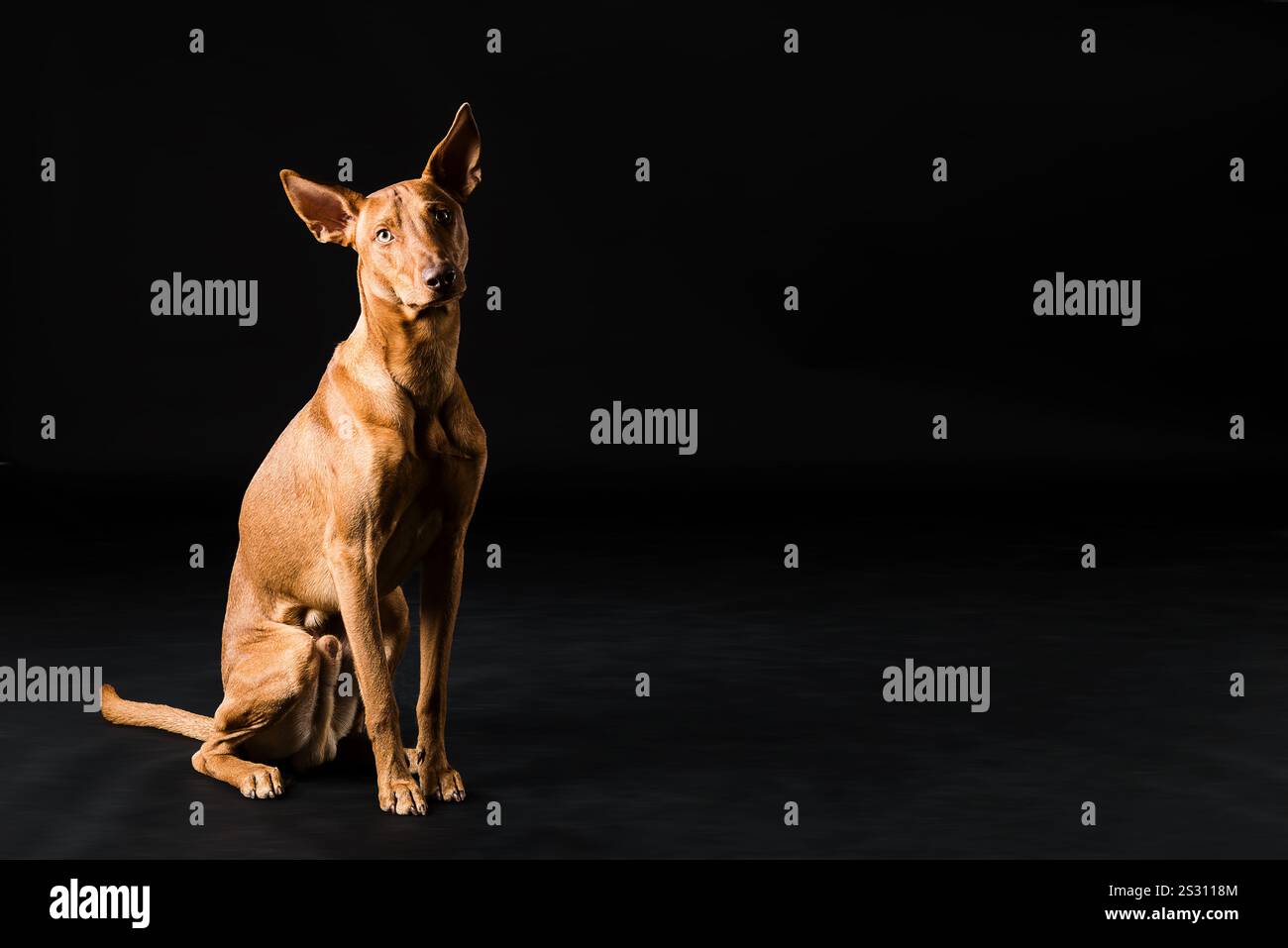 Ancient egyptian hunting with dogs hi-res stock photography and images ...