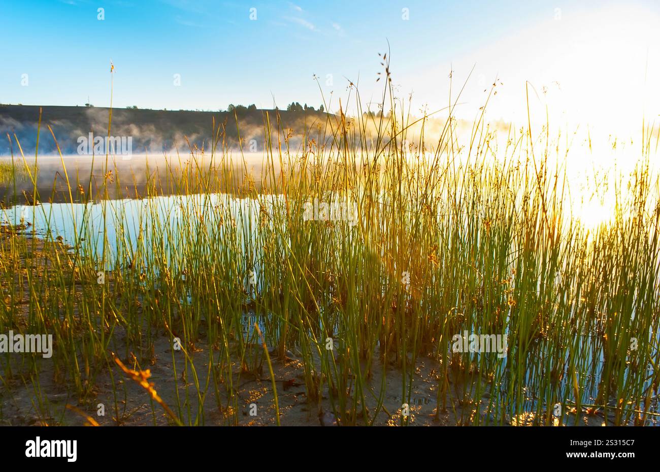 The steamy sunrise behind the green reeds on Lake Mladost, Veles, North ...