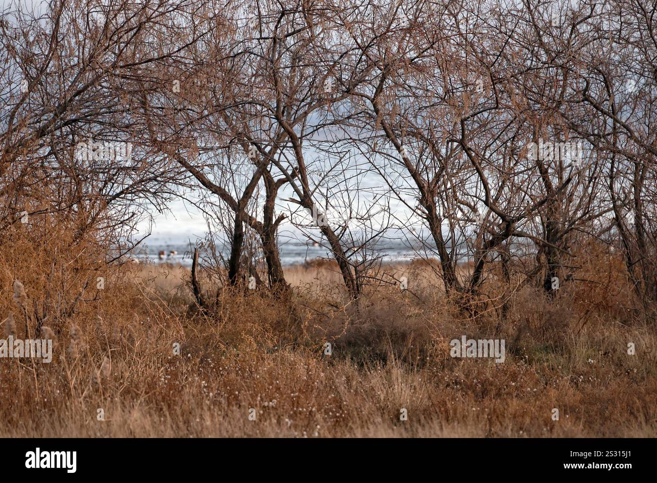 ODESA REGION, UKRAINE - JANUARY 7, 2025 - Trees grow by the Kuialnyk ...