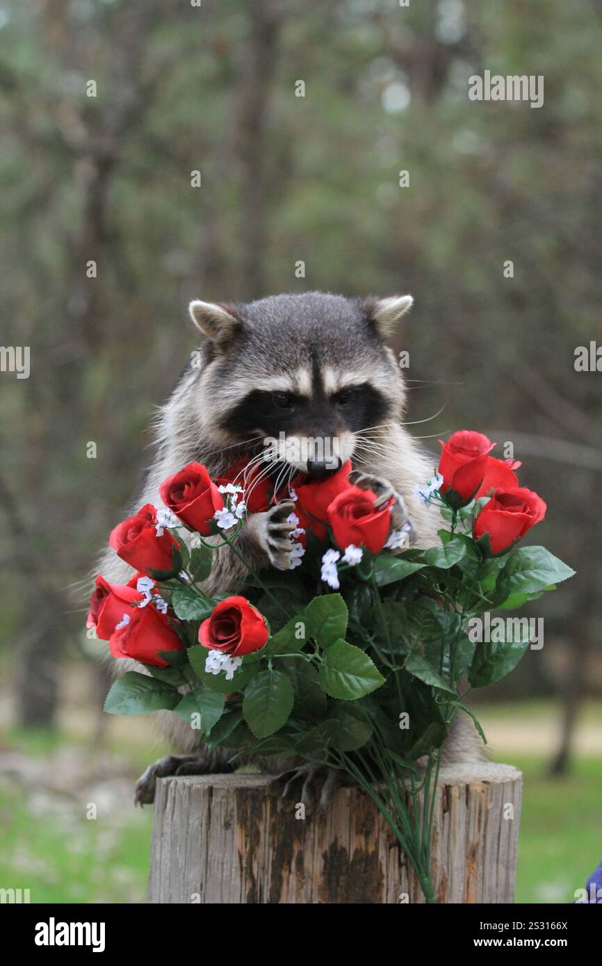 Raccoon fascination hi-res stock photography and images - Alamy