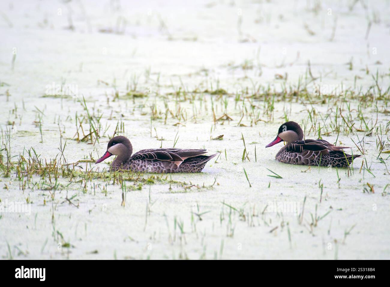 Red-billed ducks (Anas erythrorhyncha) from Lake Nakuru, Kenya Stock ...