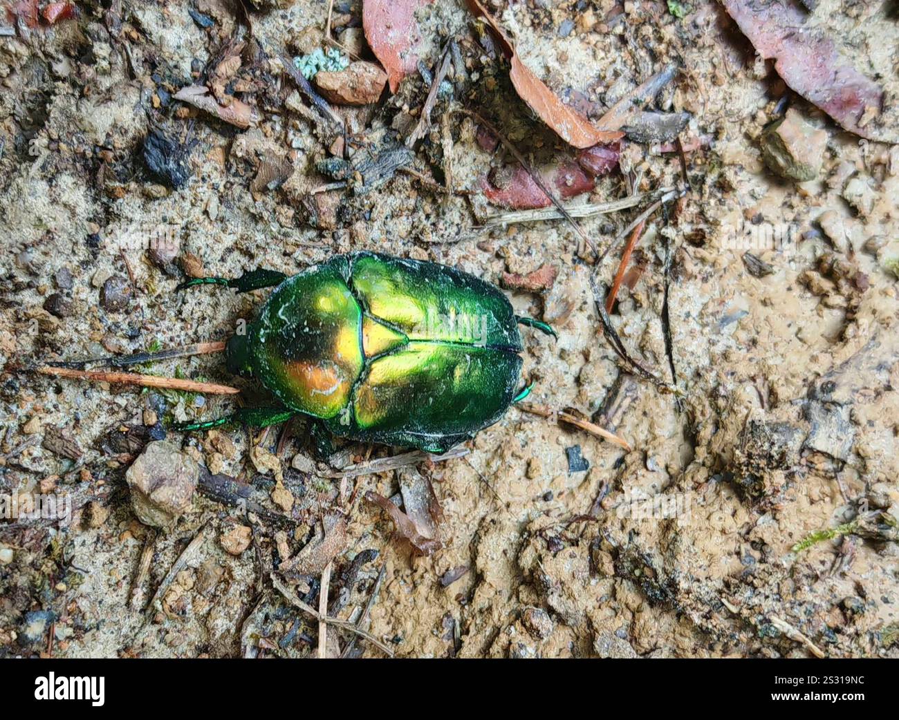 beetles are animals with six feet are insects beetles are animals with ...