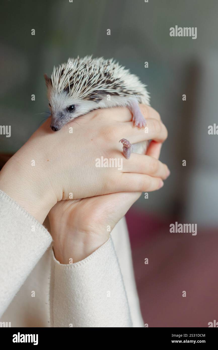Girl holds cute hedgehog in her hands. Portrait of pretty curious ...