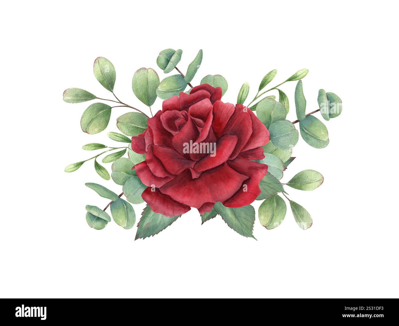 Red rose, eucalyptus leaves watercolor illustration. Single blooming ...