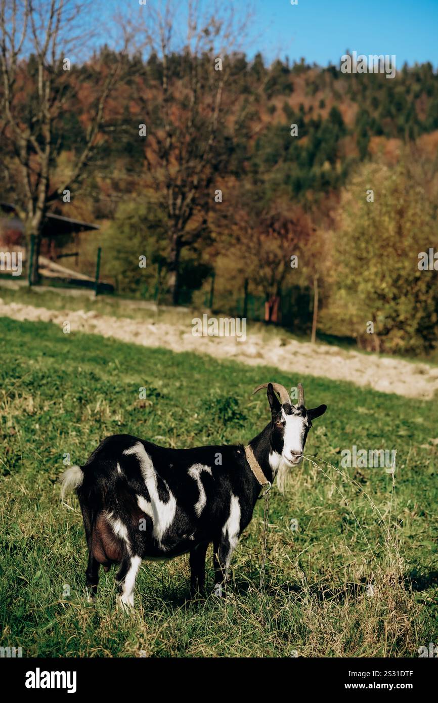 A black and white goat with curved horns and a chain collar stands on ...