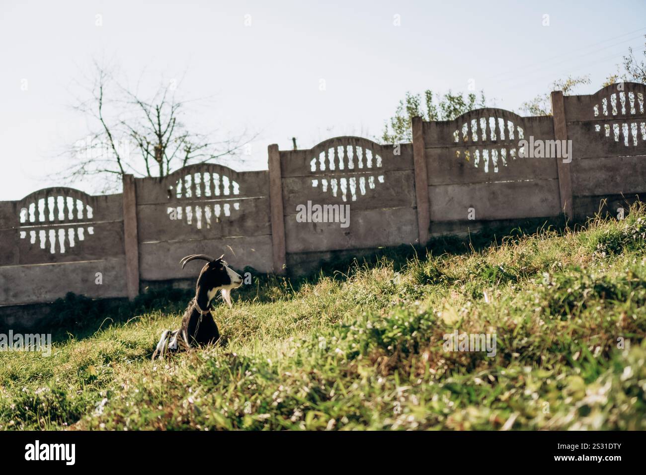 A goat stands on a slope near a concrete fence. The autumn day offers ...