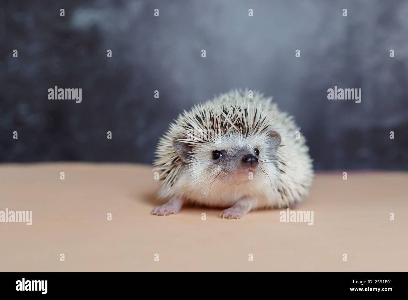 Cute hedgehog. Portrait of pretty curious muzzle of animal. Favorite ...