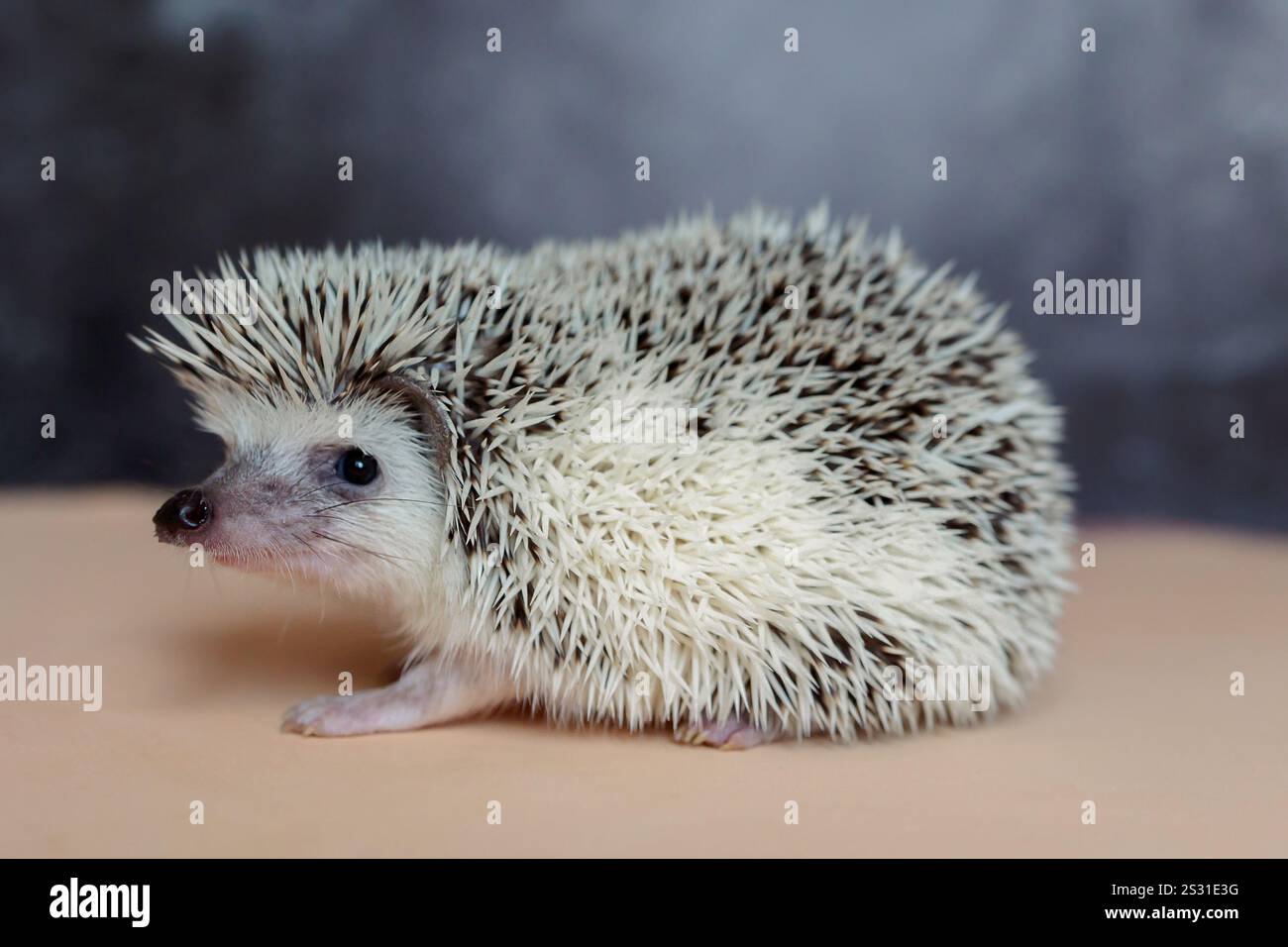 Cute hedgehog. Portrait of pretty curious muzzle of animal. Favorite ...