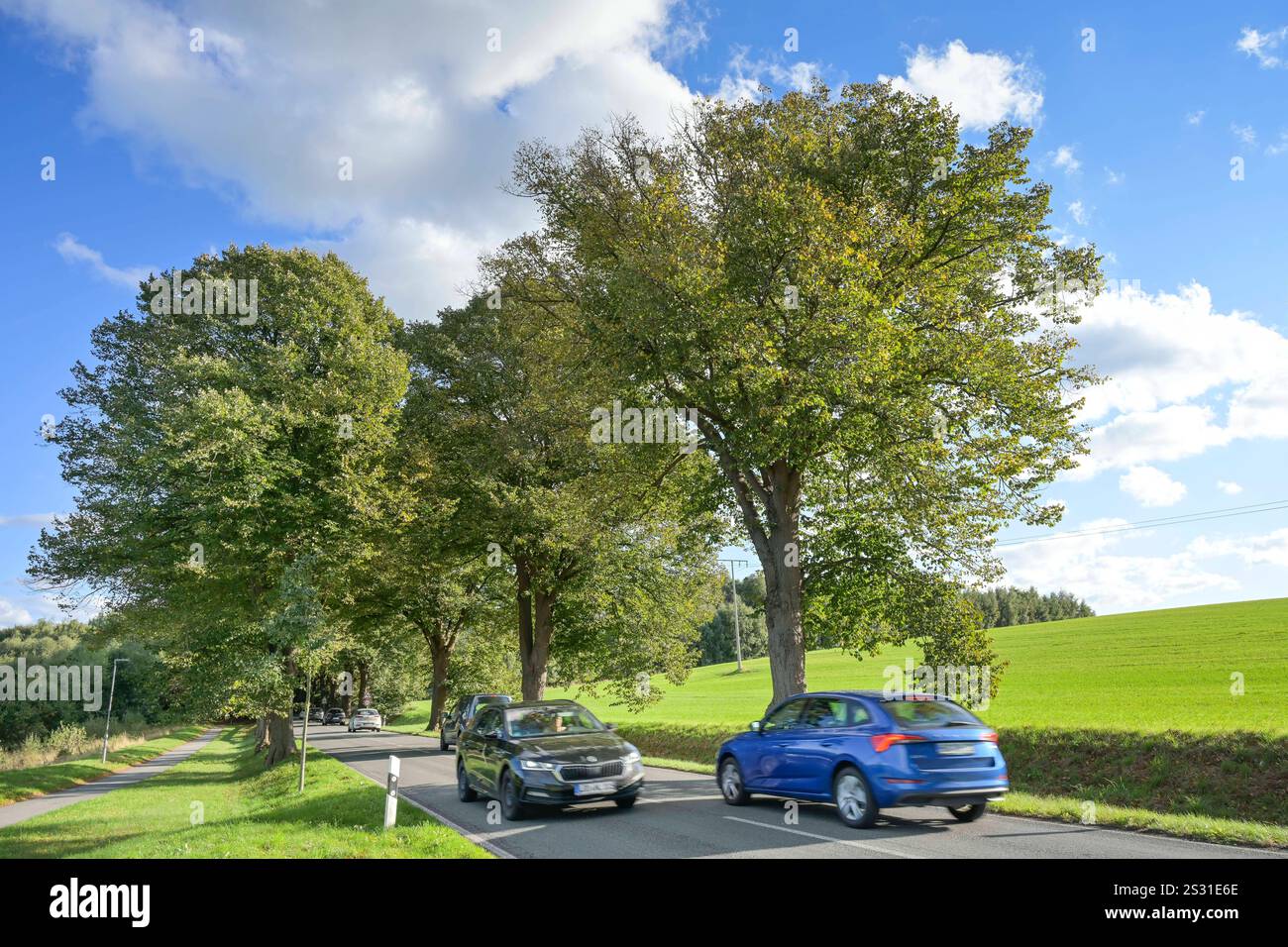 Landstraße L12, Allee zwischen Bad Doberan und Kühlungsborn, Landkreis ...