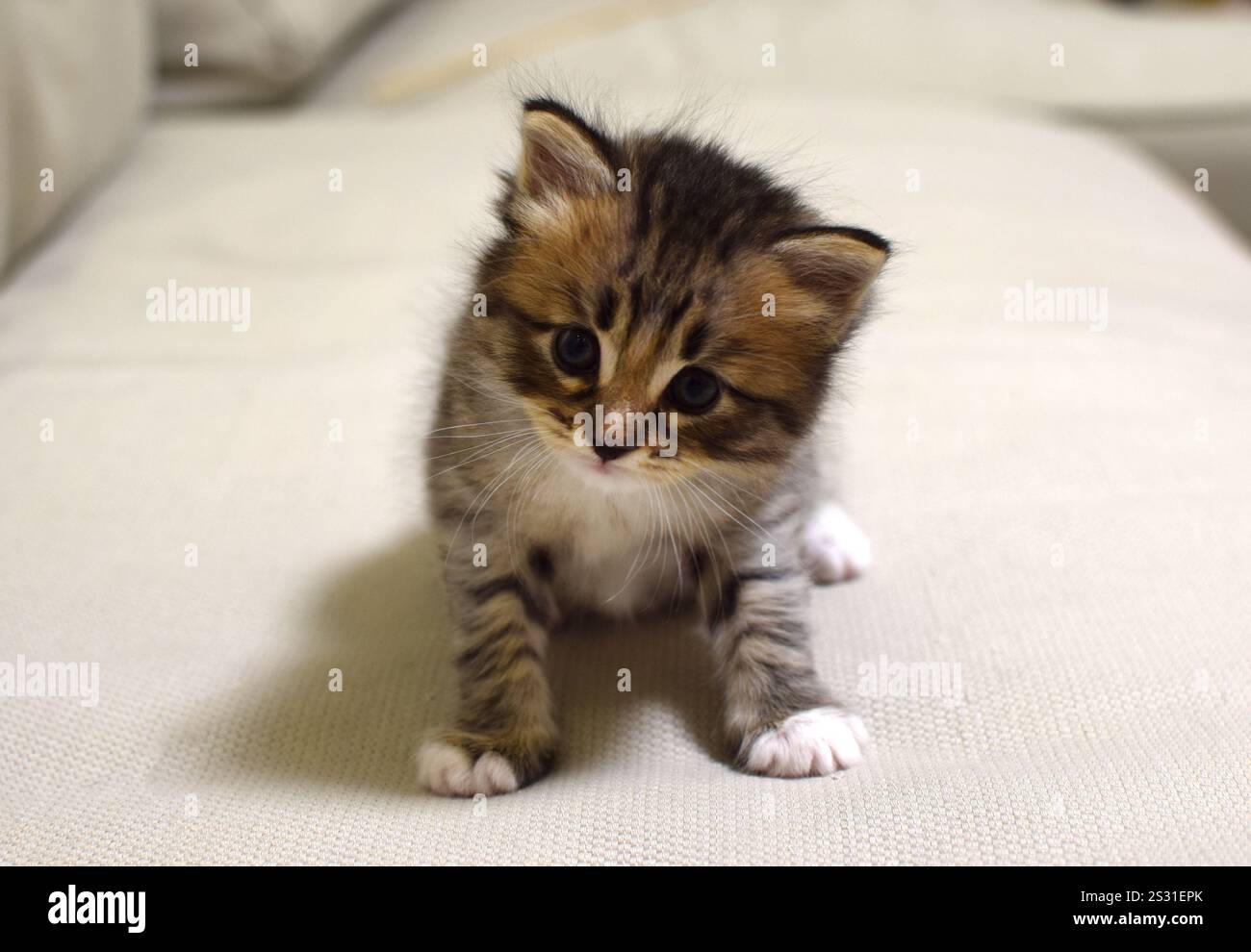 A small cute fluffy tabby kitten sits on the couch at home. A Kurilian ...