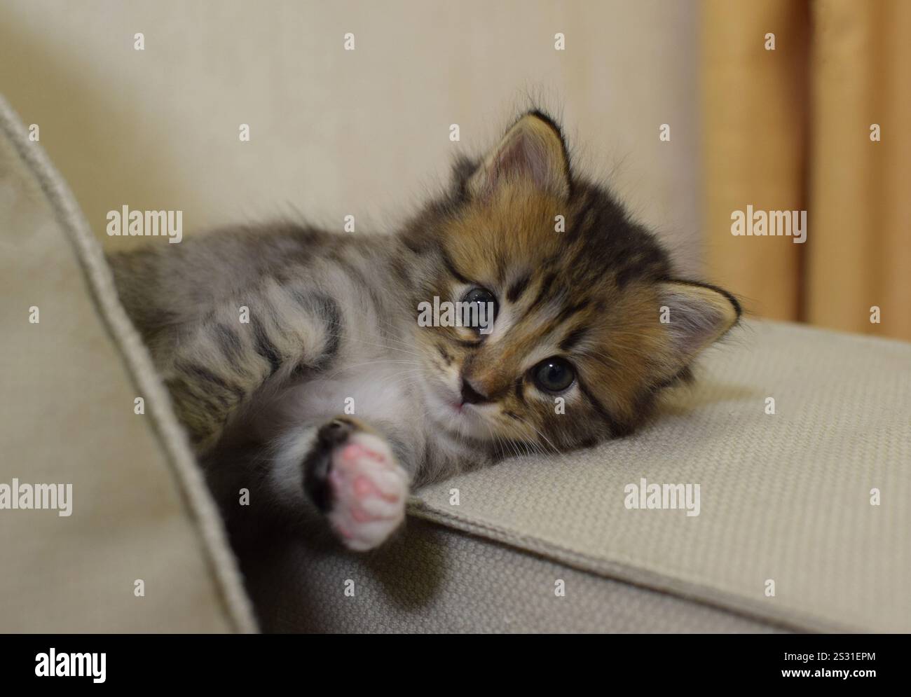 A small cute beautiful tabby kitten lies on the couch at home. A kitten ...