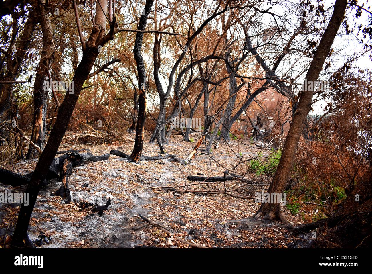 Burnt forest with charred trees on the bank of the Kuban River. Trees ...