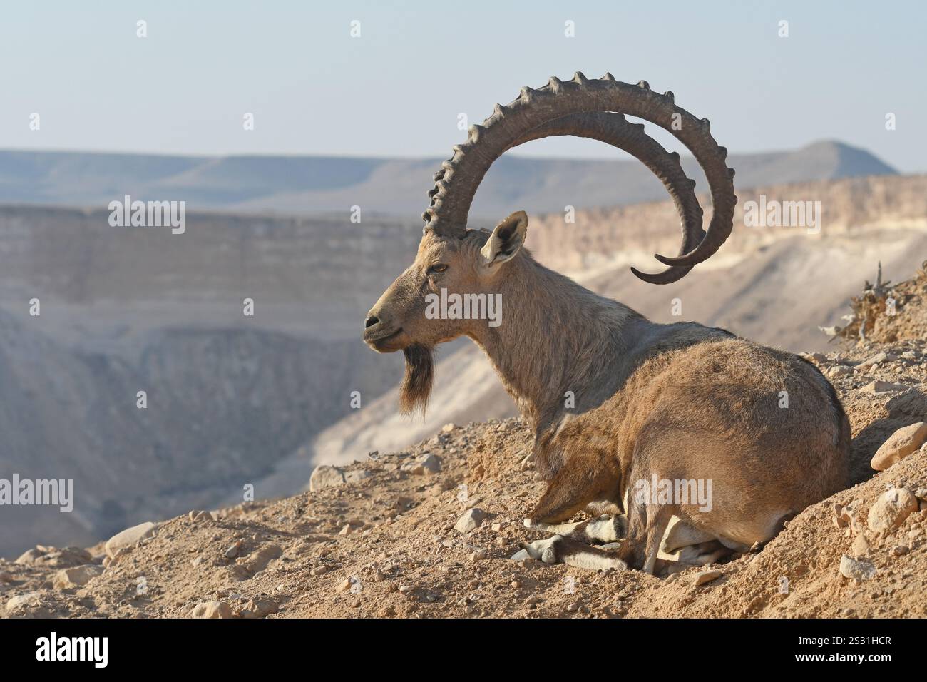 Male Ibex resting on a slope in the desert Stock Photo - Alamy