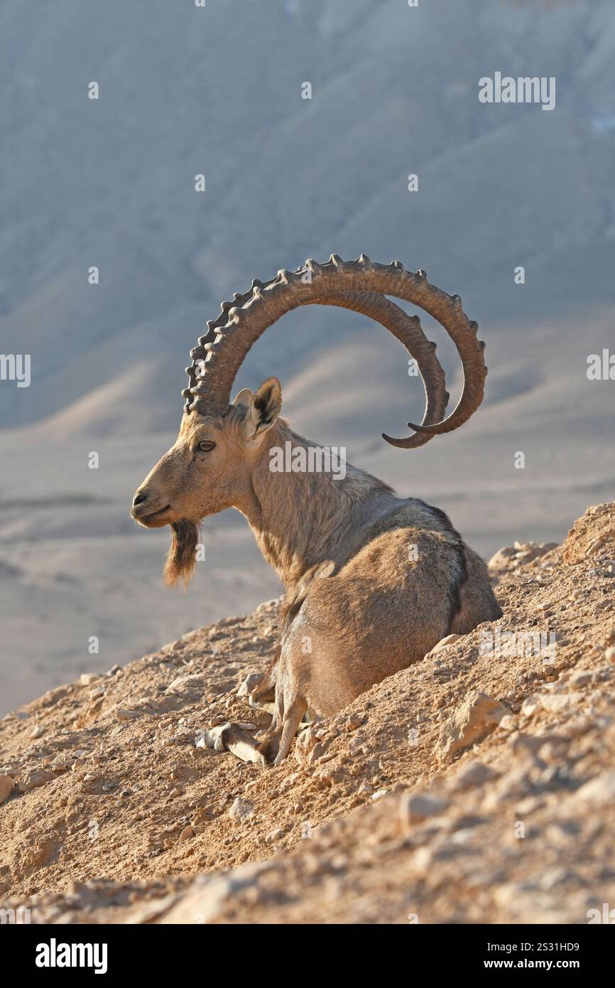 Male Ibex resting on a slope in the desert Stock Photo - Alamy