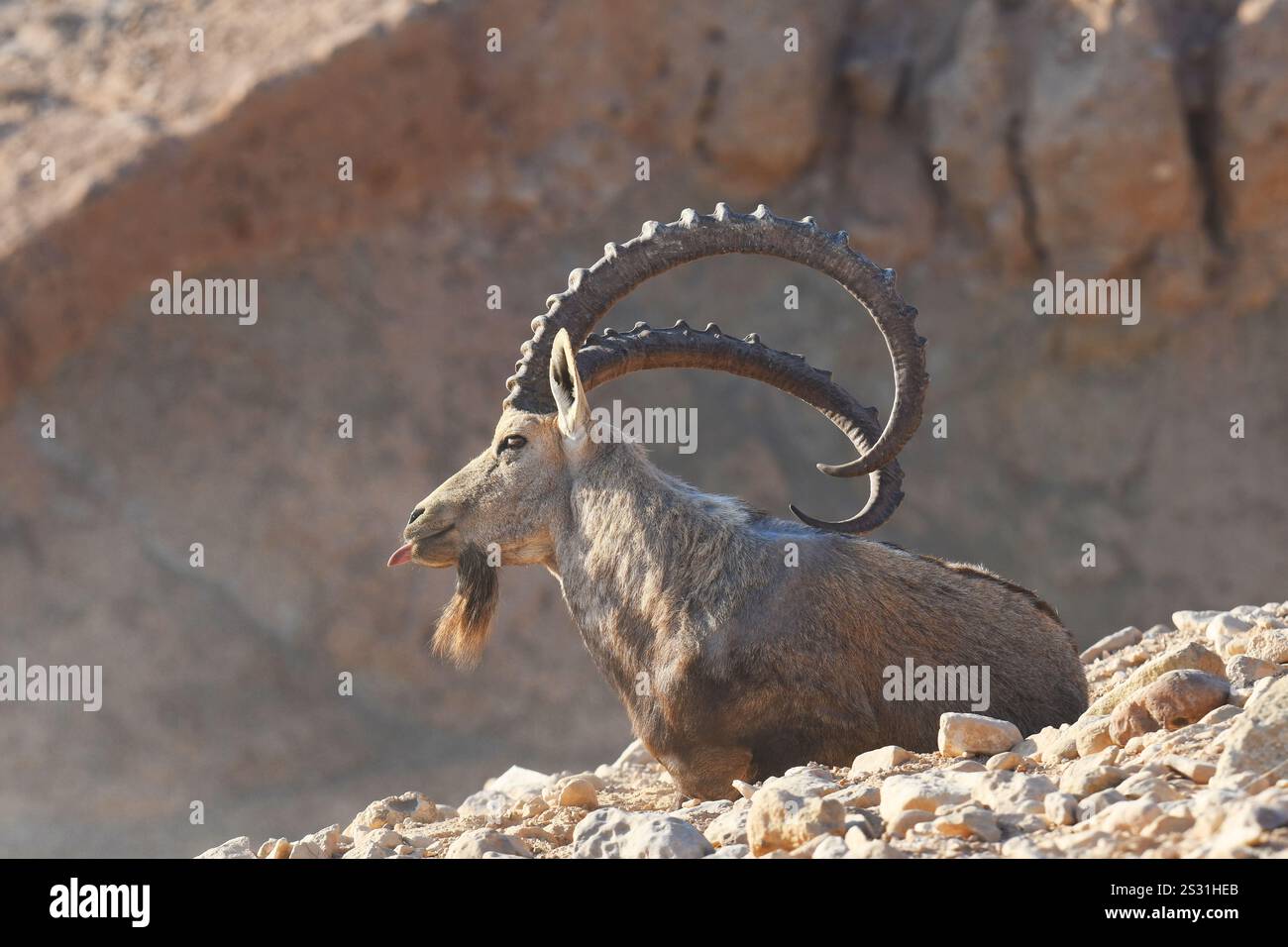 Male Ibex resting on a slope in the desert Stock Photo - Alamy