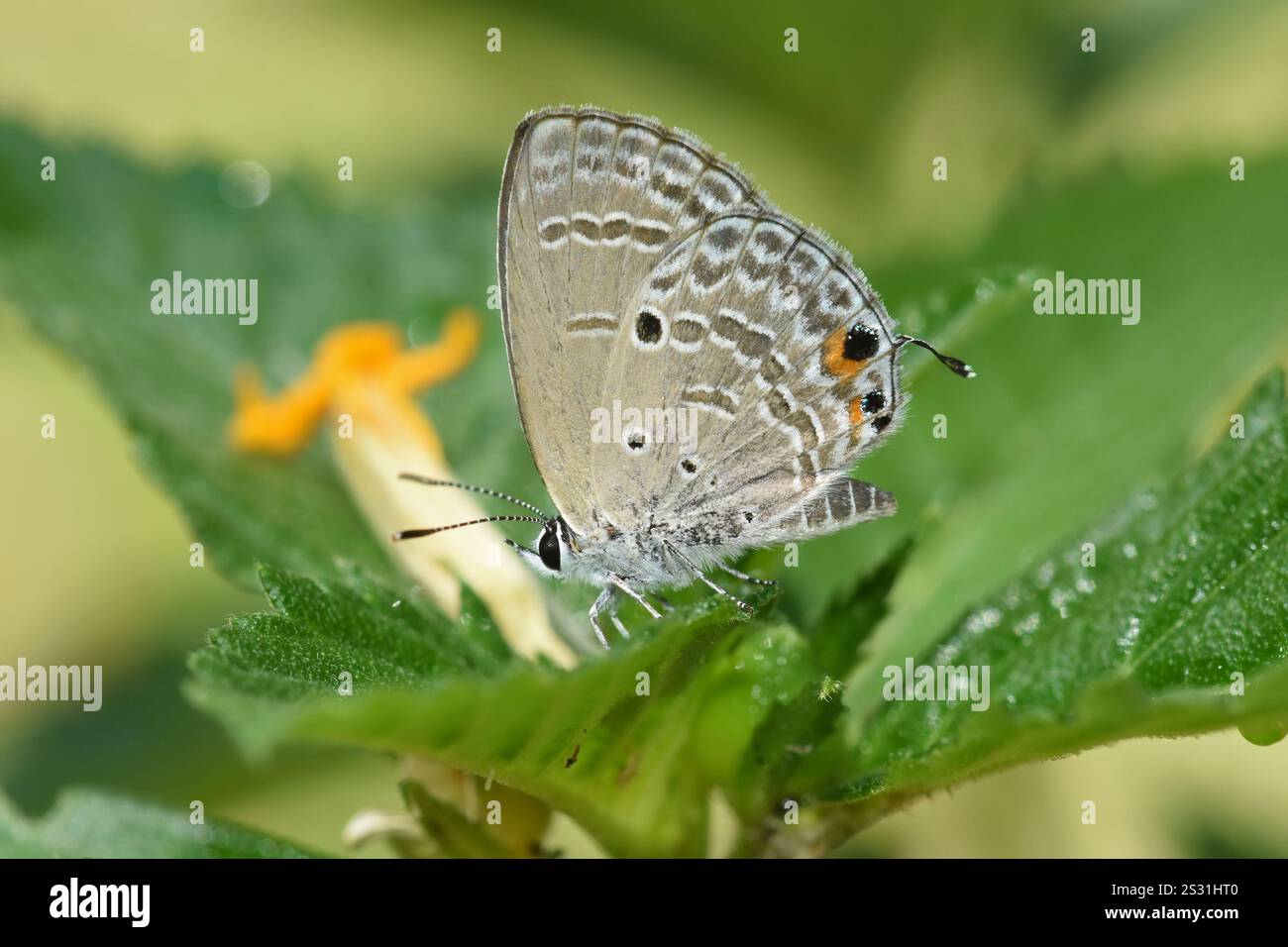 Luthrodes pandava, Plains Cupid, cycad blue butterfly Stock Photo - Alamy