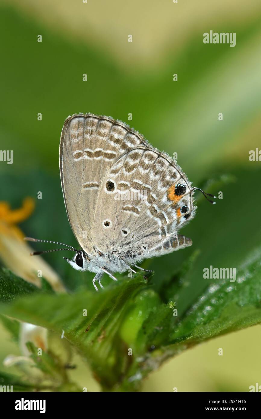 Luthrodes pandava, Plains Cupid, cycad blue butterfly Stock Photo - Alamy