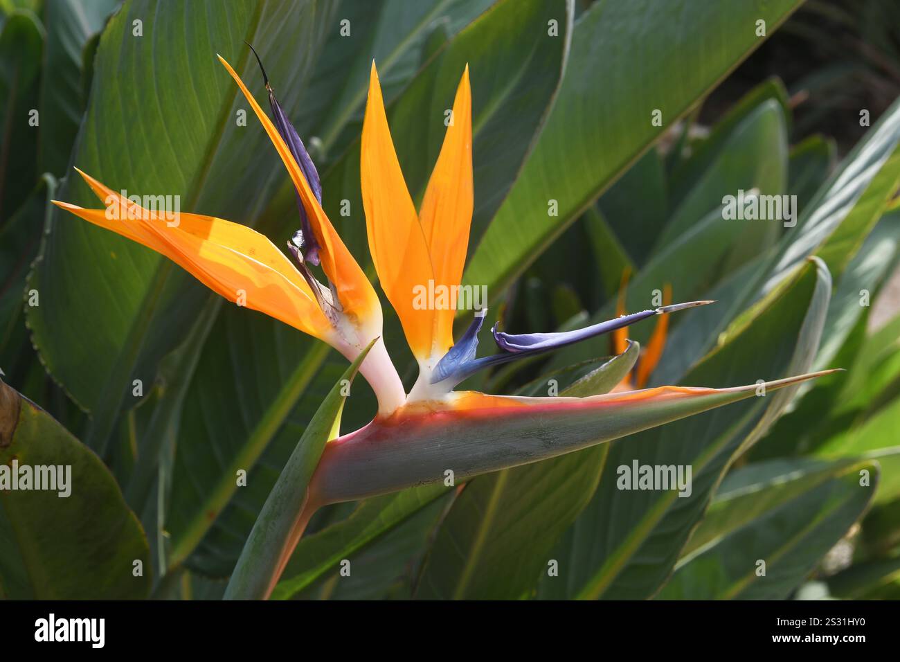 Strelitzia flower blossom Stock Photo - Alamy