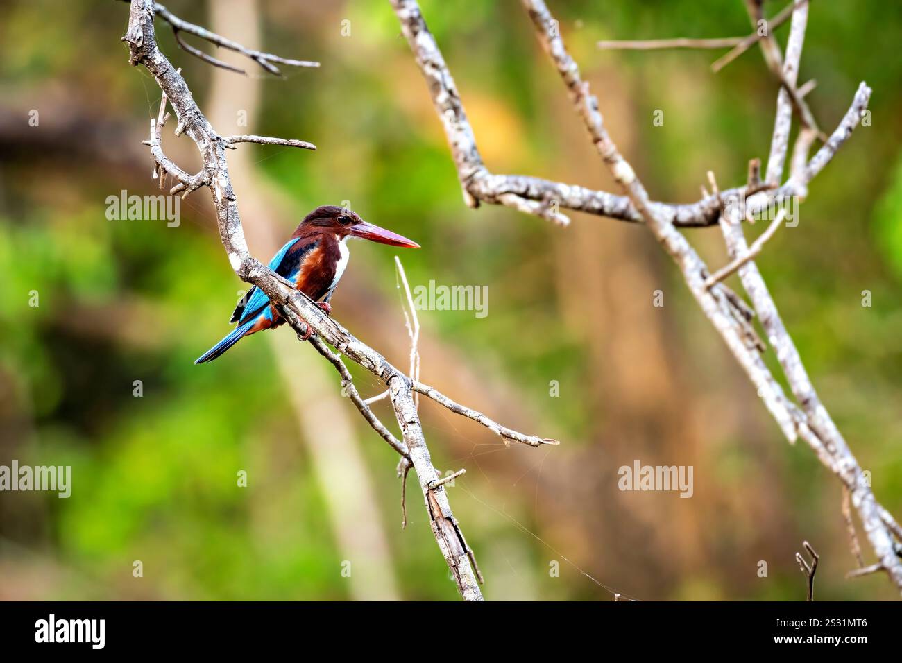 A kingfisher bird in the Yala National Park of Sri Lanka Stock Photo ...