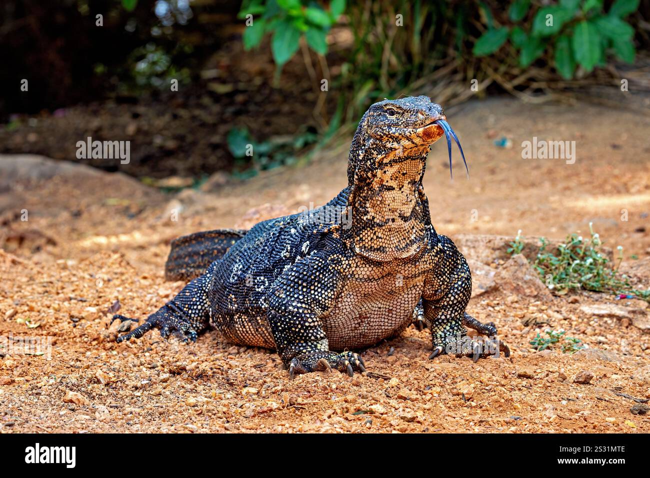 The water monitor waran in the wilderness of Sri Lanka Stock Photo - Alamy