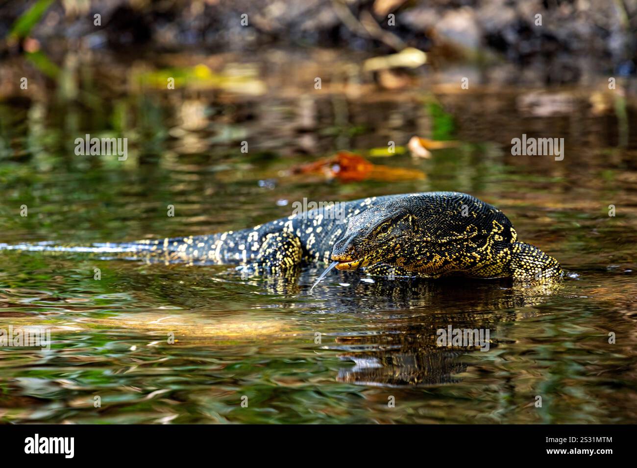 The water monitor waran in the wilderness of Sri Lanka Stock Photo - Alamy
