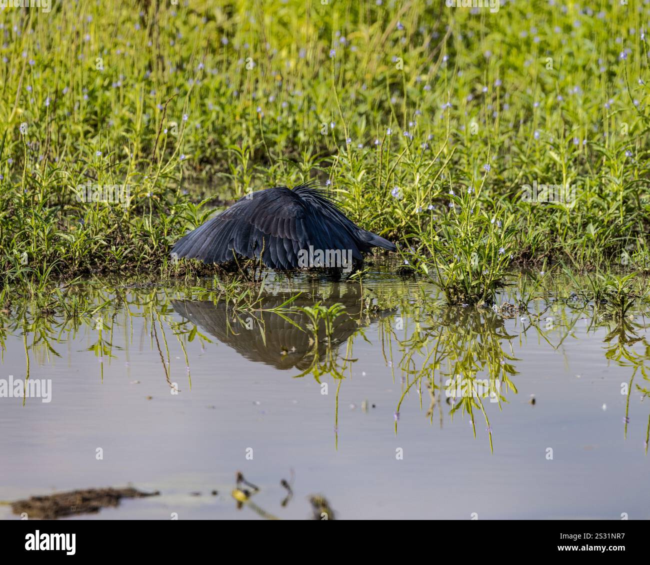 A Black Egret canopy feeding in Tanzania Stock Photo - Alamy