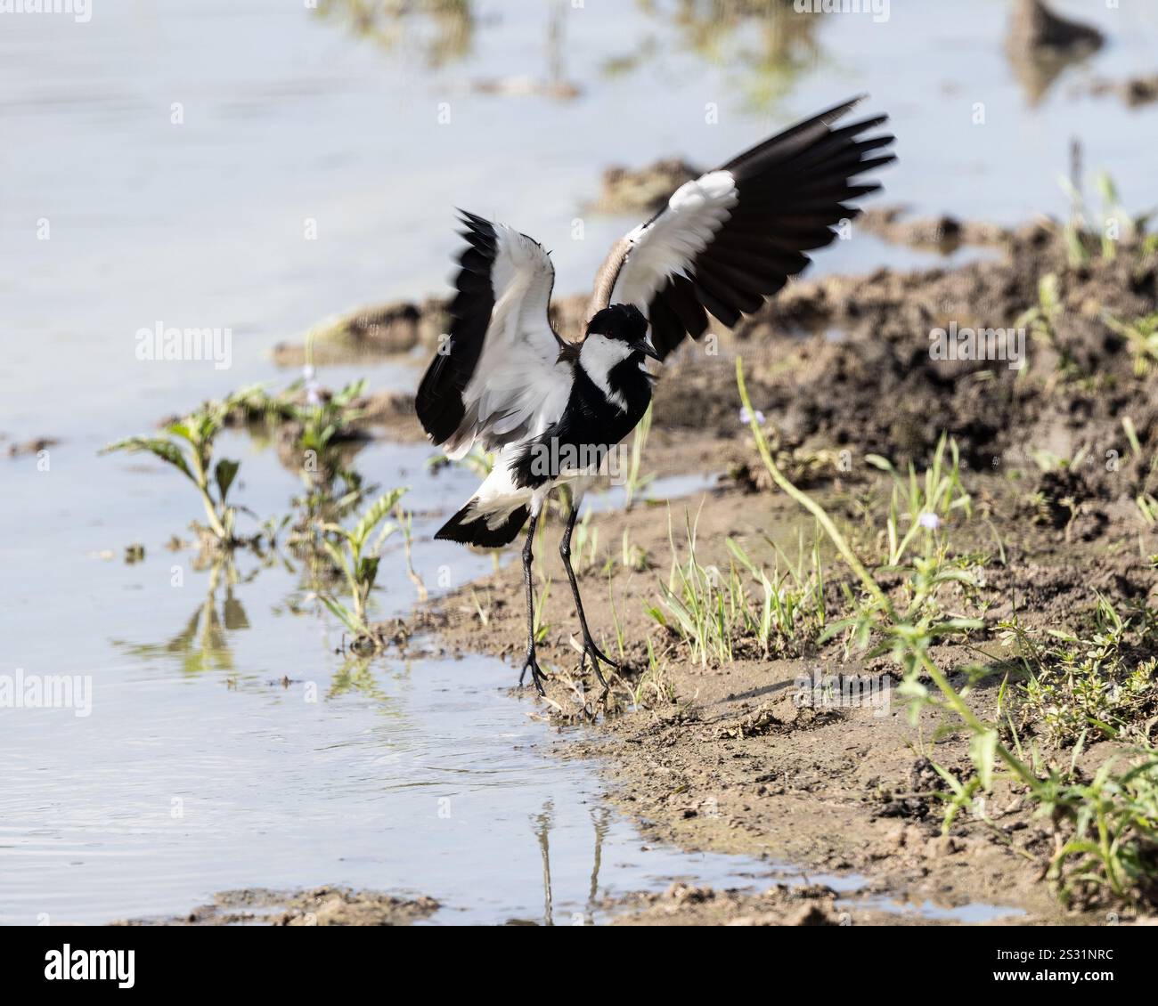 Spur wing plover hi-res stock photography and images - Alamy