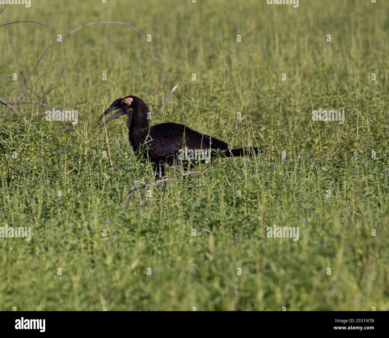 A Southern Ground Hornbill searching for food Stock Photo - Alamy