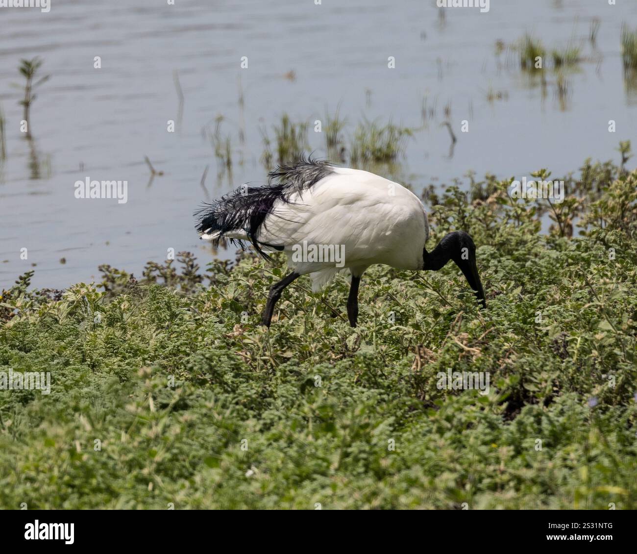 Feeding african sacred ibis hi-res stock photography and images - Alamy