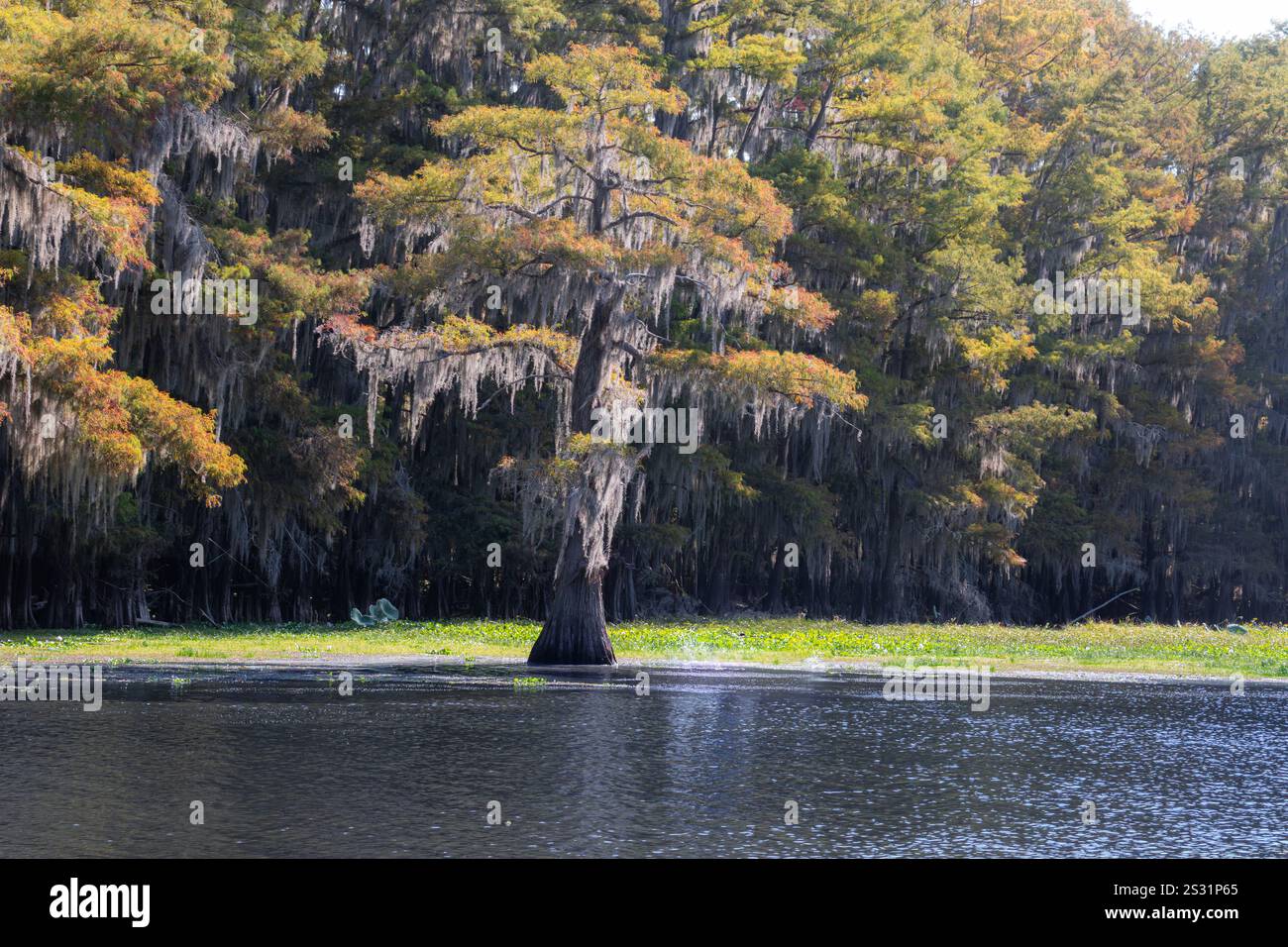 Vistas of the largest stand of bald cypress in the world Stock Photo ...