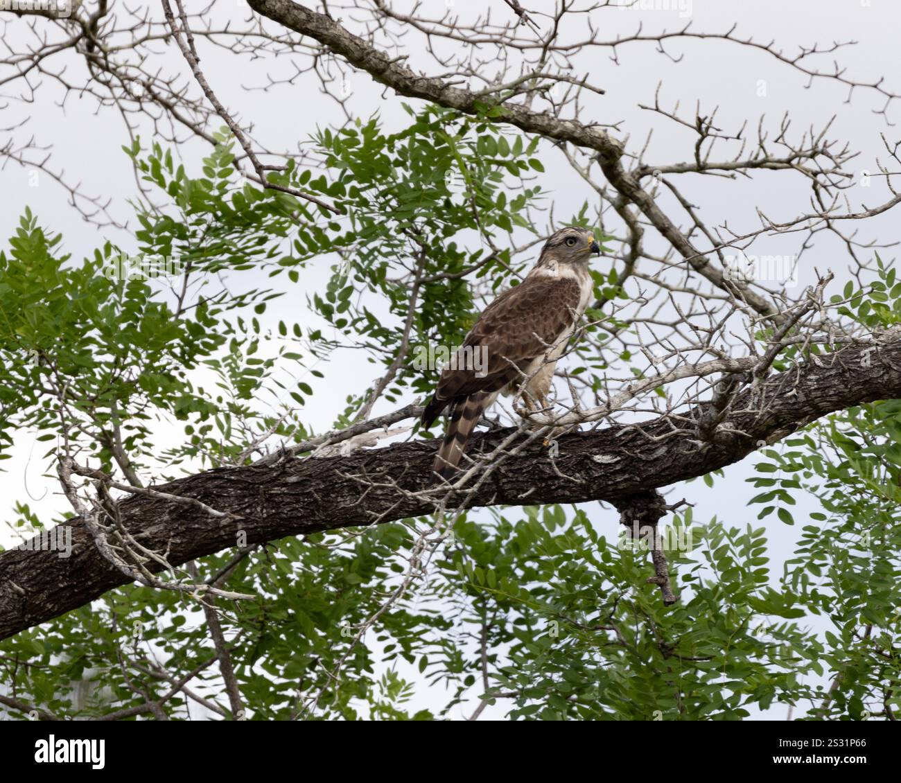 An immature southern banded snake eagle perched in a tree Stock Photo ...