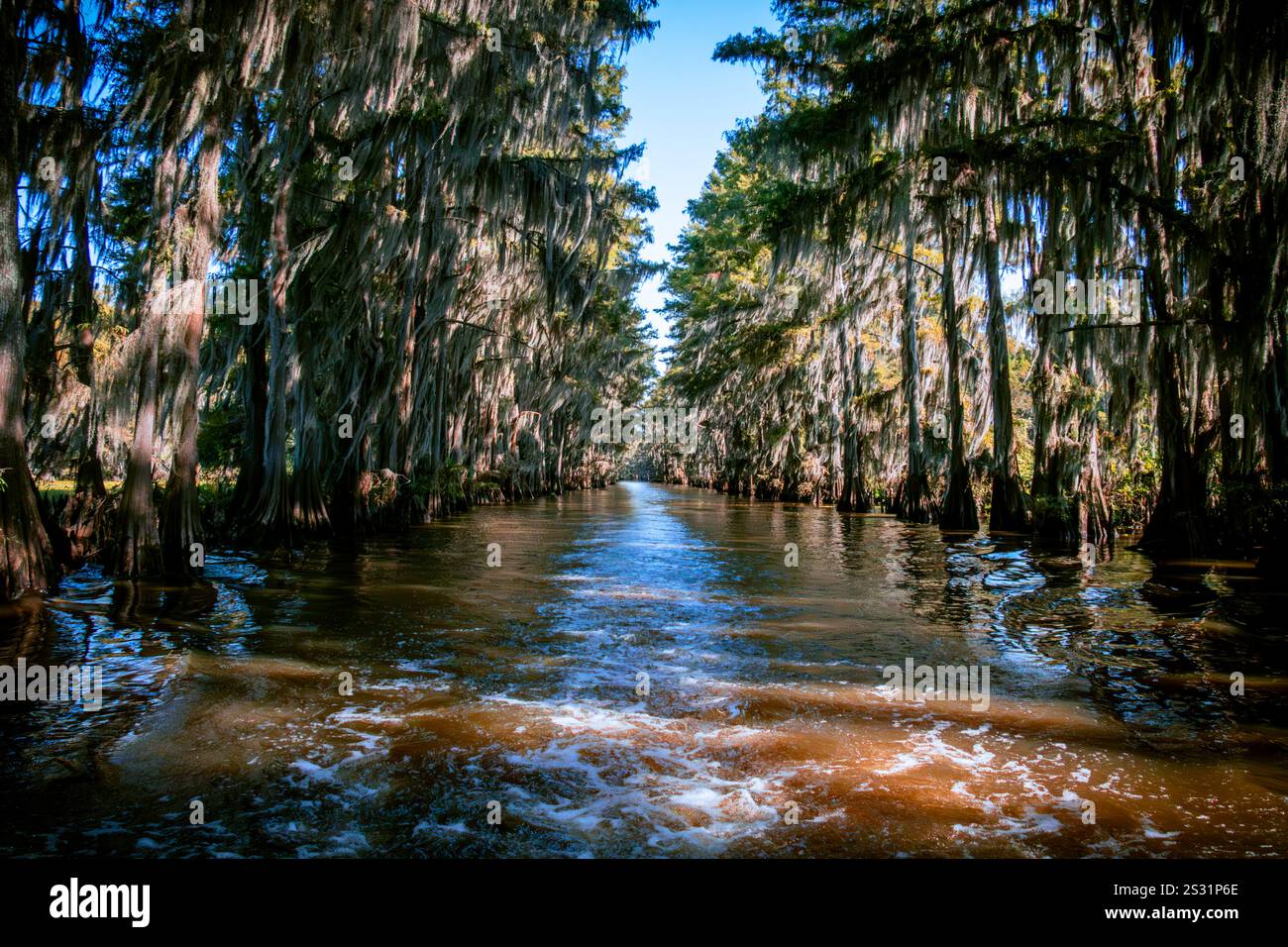 Vistas of the largest stand of bald cypress in the world Stock Photo ...