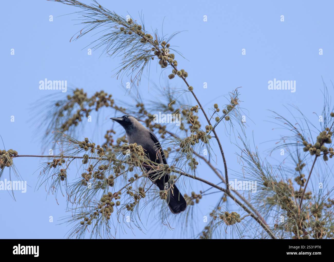 House crow africa hi-res stock photography and images - Alamy