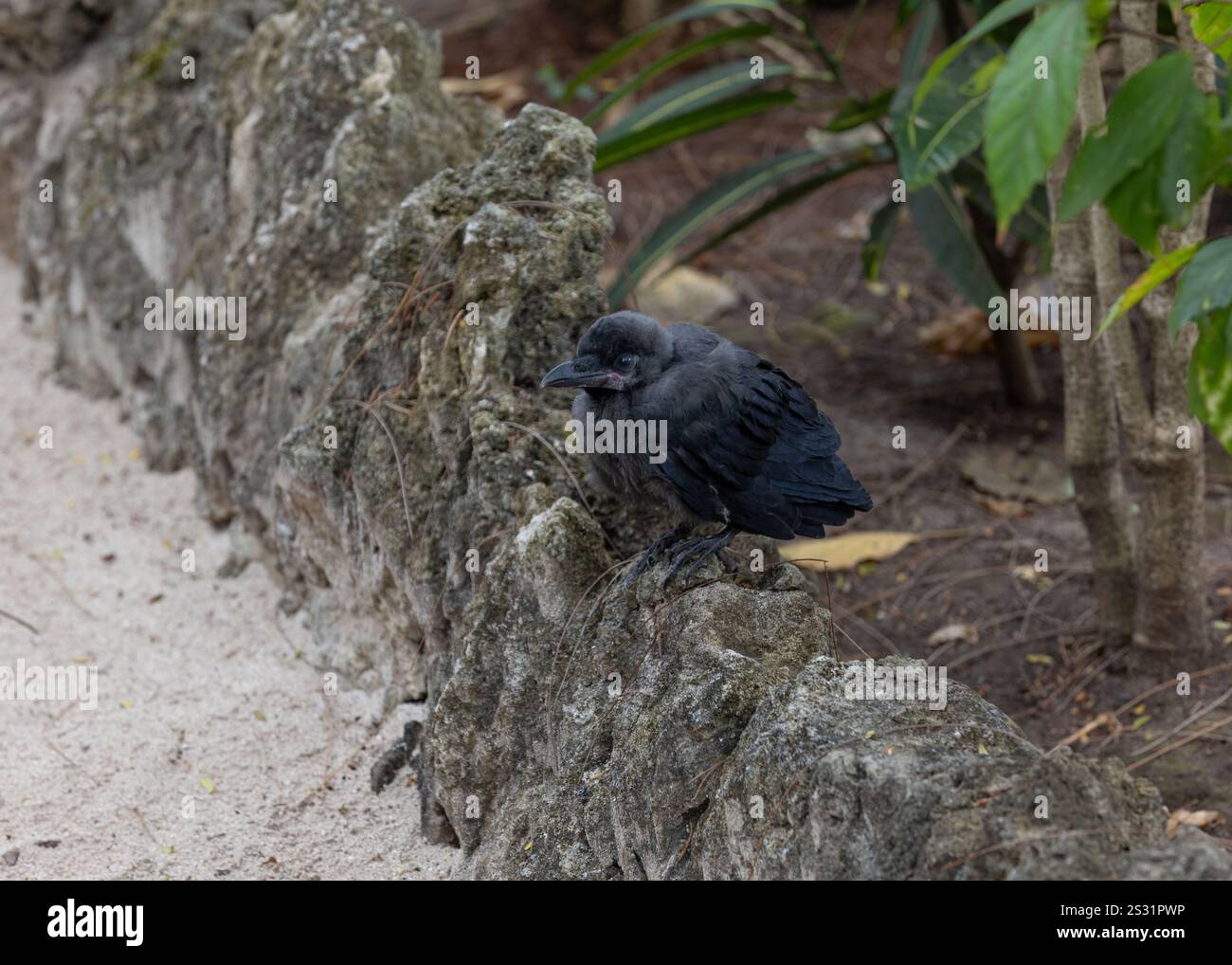 A fledgling house crow hides in the undergrowth on Zanzibar Stock Photo ...