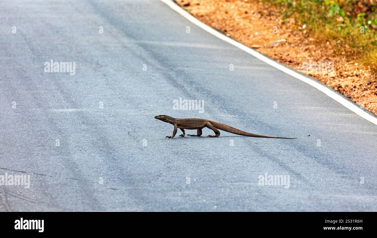 The water monitor waran in the wilderness of Sri Lanka Stock Photo - Alamy