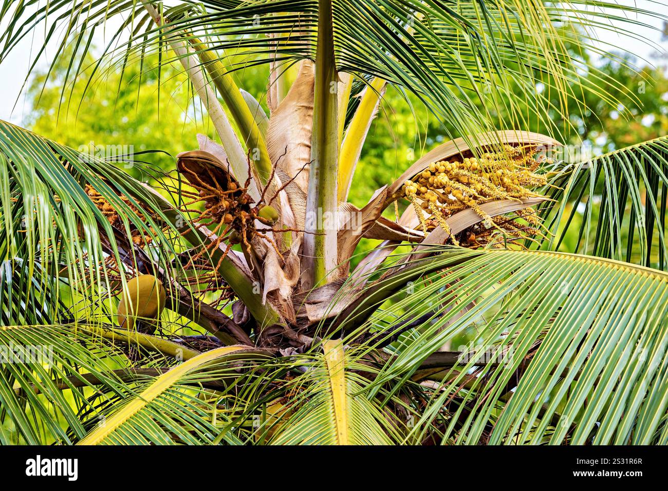 In the top of a coconut tree Stock Photo - Alamy