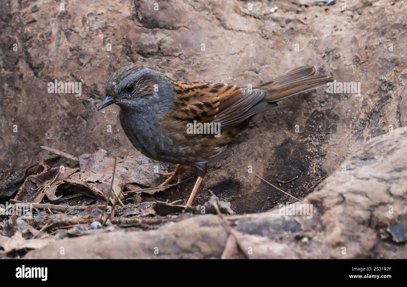 PRODUCTION - 08 January 2025, North Rhine-Westphalia, Cologne: A ...