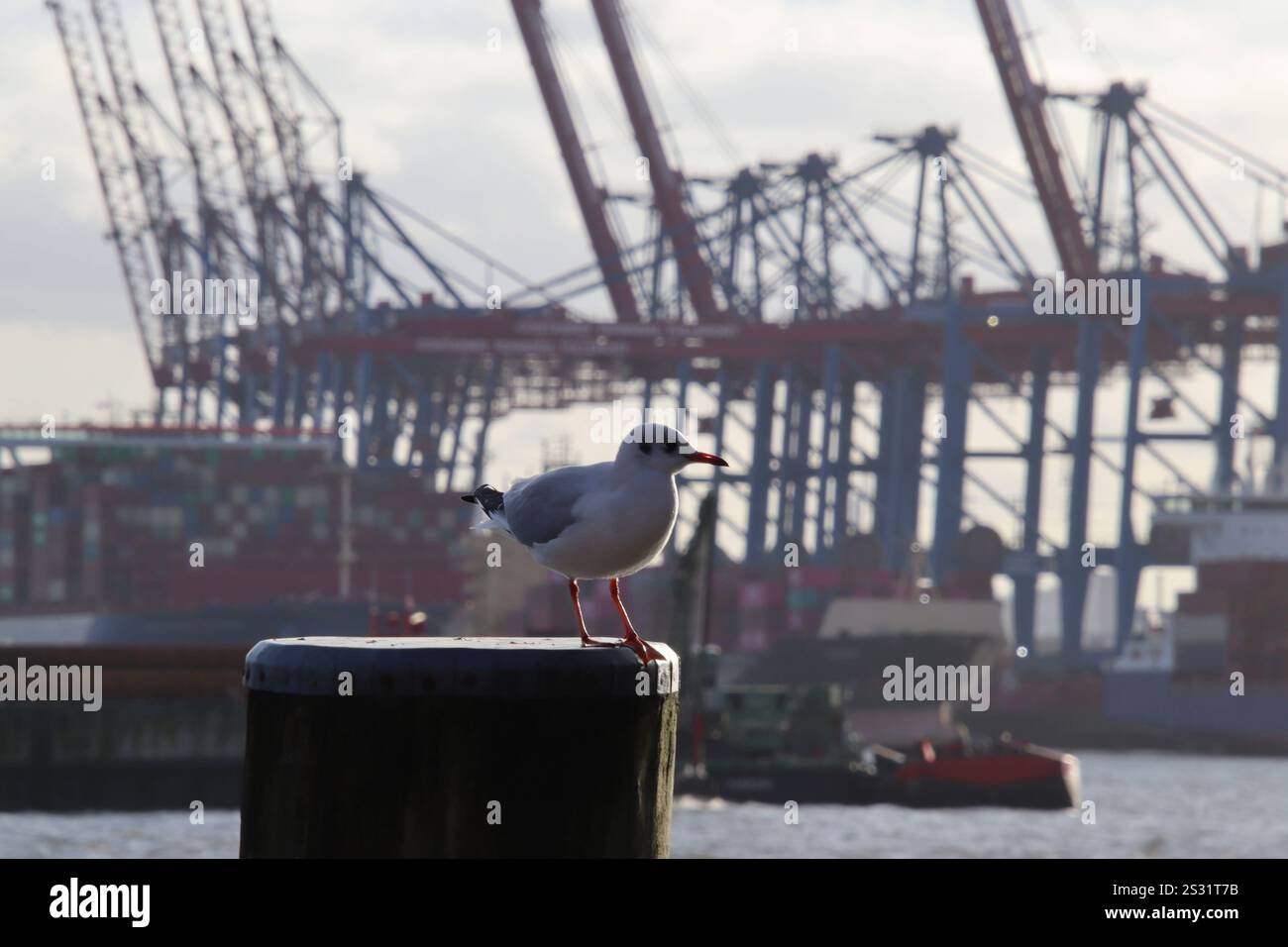 Möwe im Hamburger Hafen. *** Seagull in the port of Hamburg Stock Photo ...