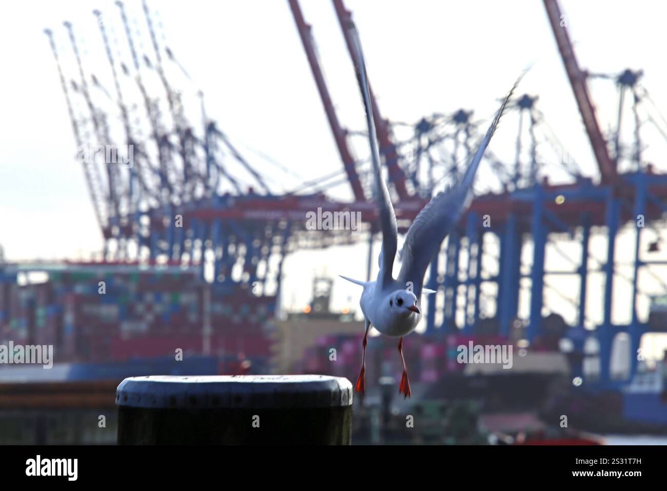 Möwe im Hamburger Hafen. *** Seagull in the port of Hamburg Stock Photo ...