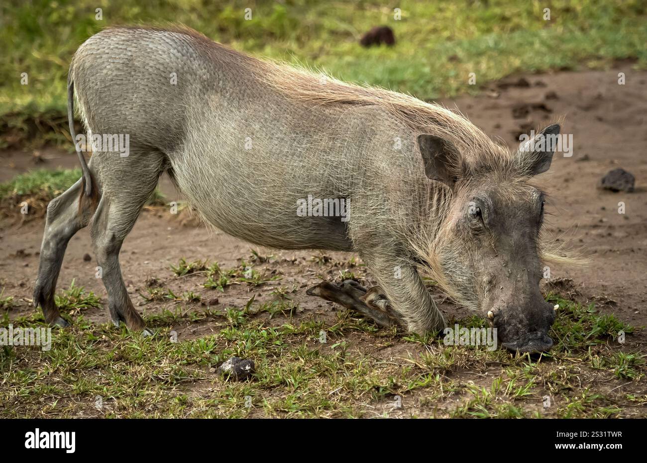 Common Warhog (Phacochoerus africanus) in Tanzania, Africa Stock Photo ...