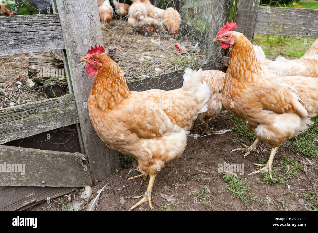 Chickens on a homestead Stock Photo - Alamy