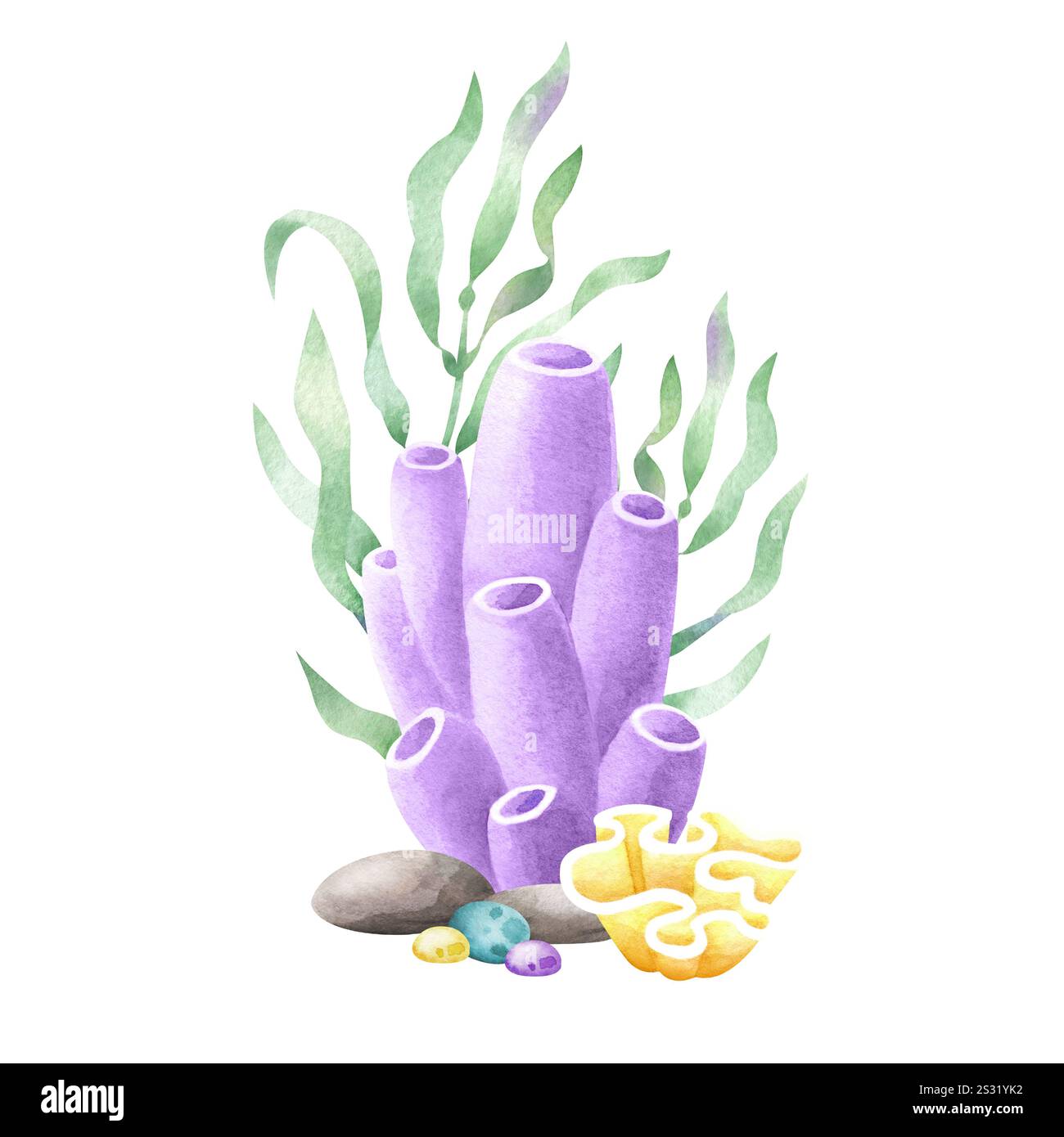 Seaweed, coral, pebbles, stones, algae watercolor isolated illustration ...