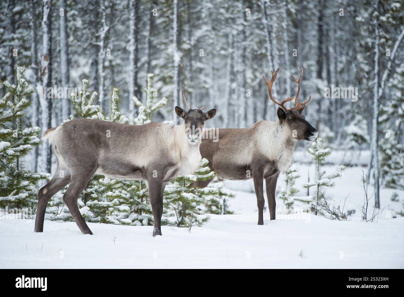 Threatened / Endangered Woodland Caribou (Rangifer tarandus caribou) in ...